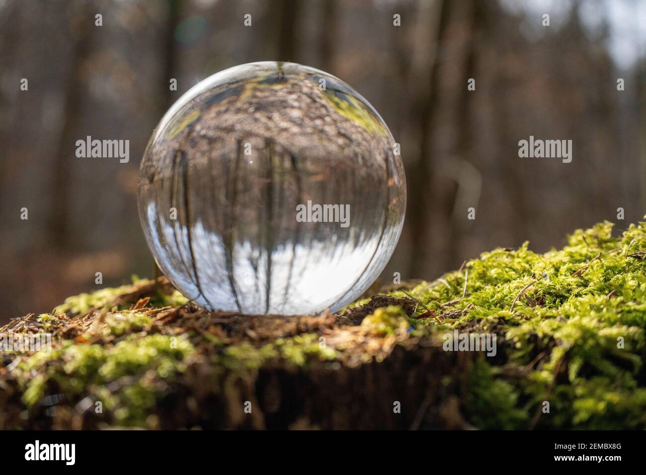 Glass ball / lens ball in the forest on a stump in the sunlight with ...