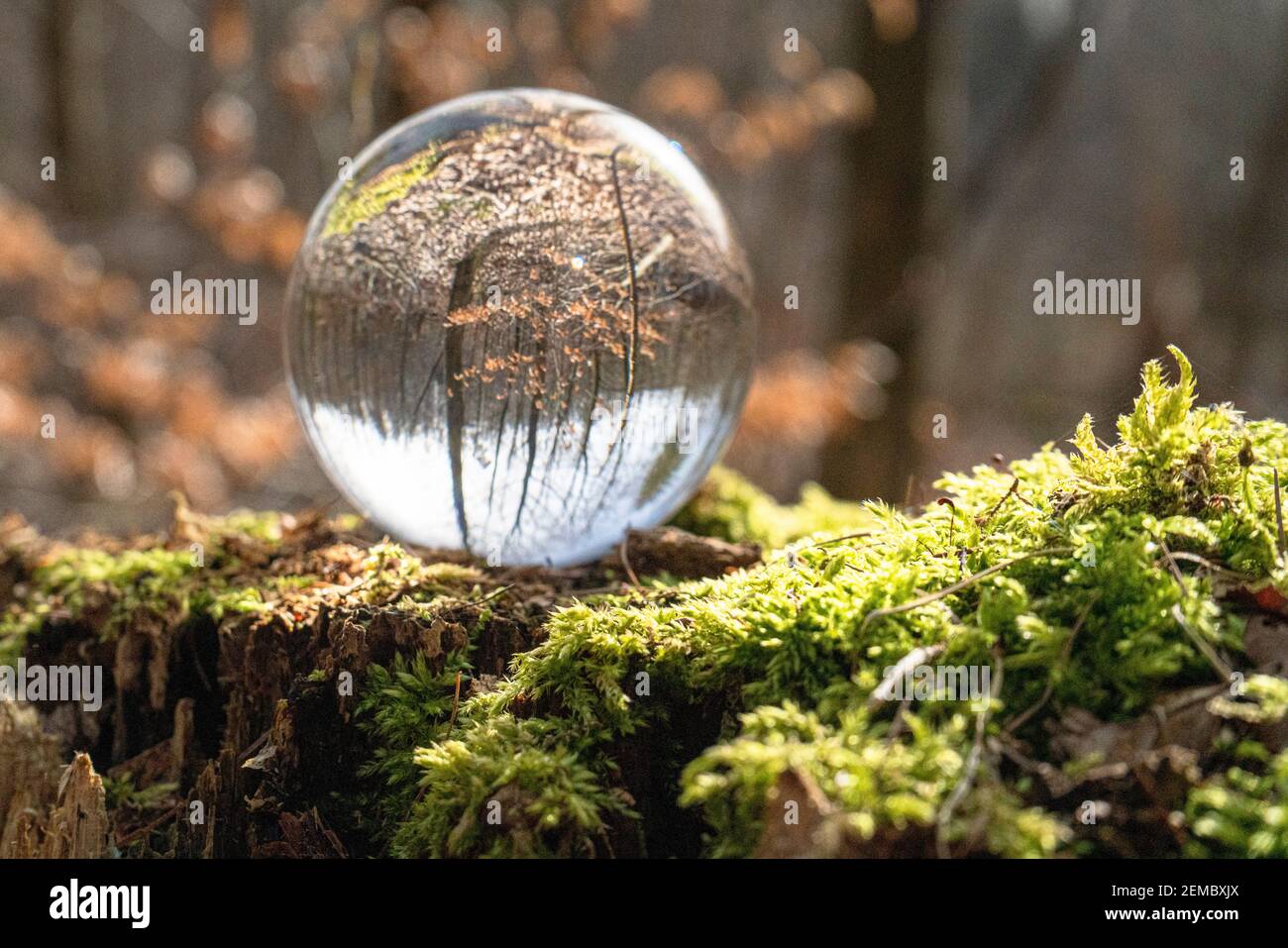 Glass ball / lens ball in the forest on a stump in the sunlight with ...