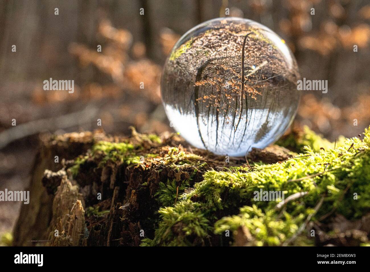 Glass ball / lens ball in the forest on a stump in the sunlight with ...