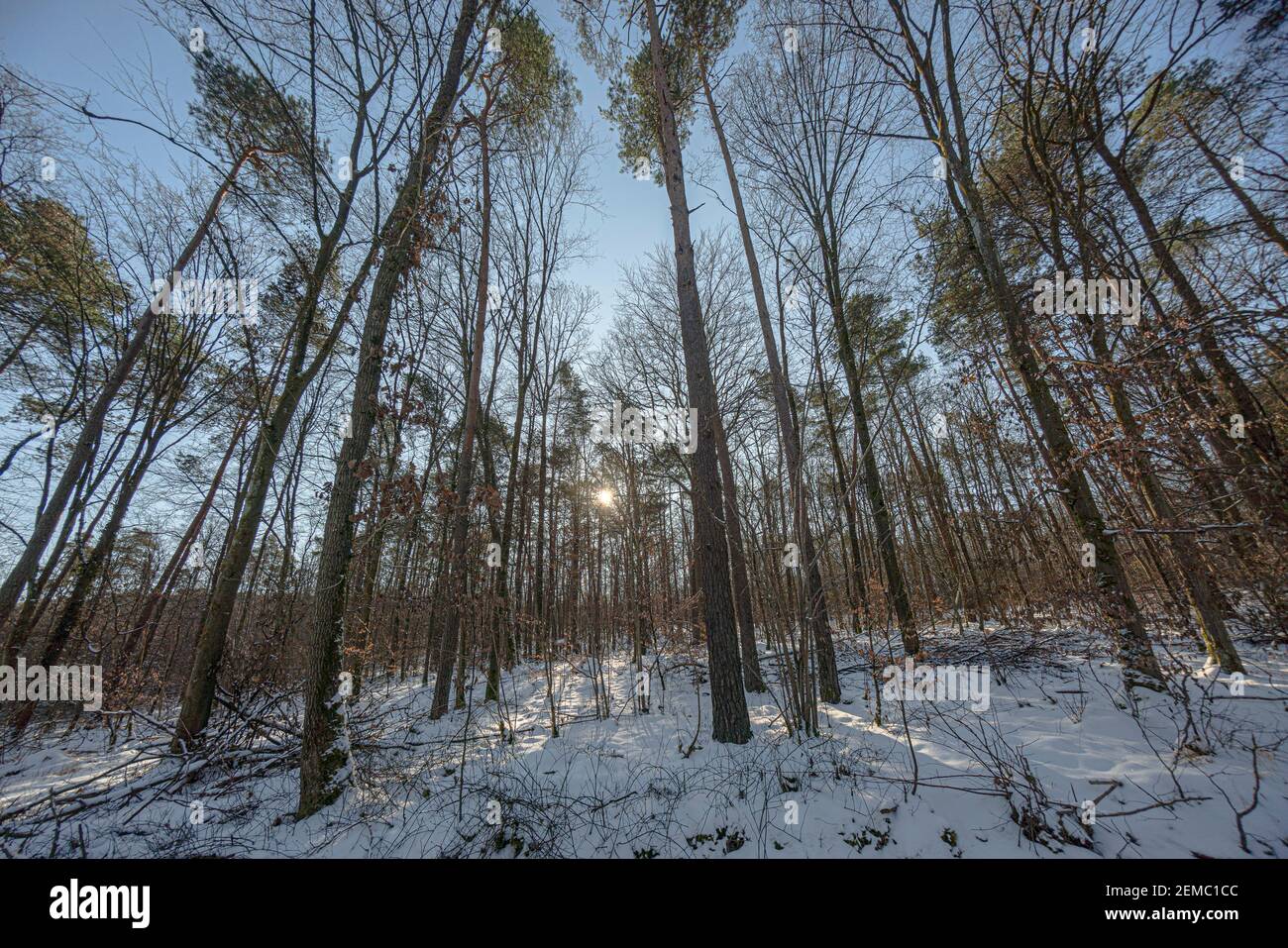 Light forest in winter with snow and sun in the backlight Stock Photo ...