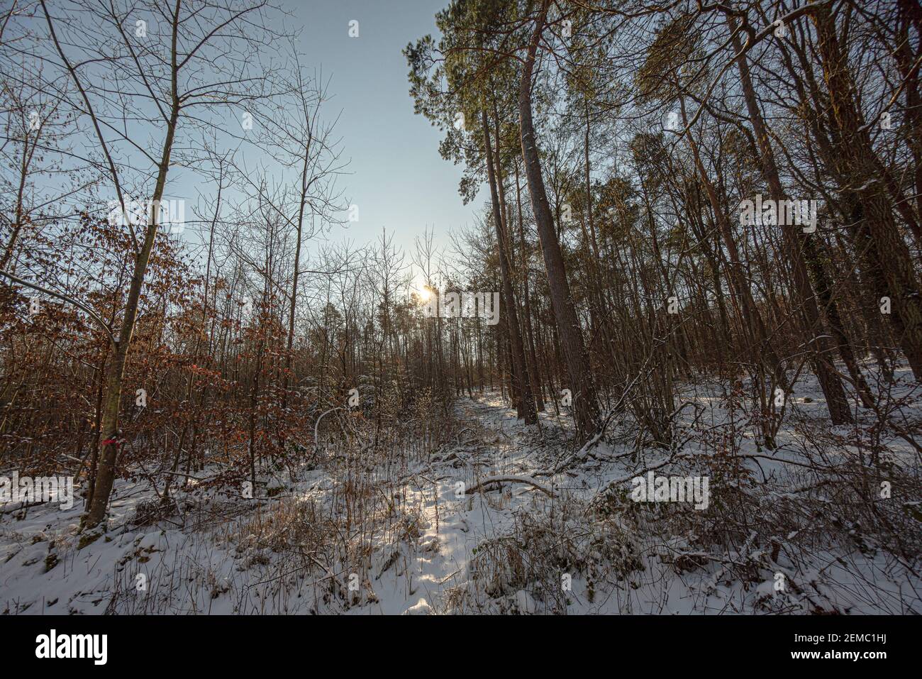 Light forest in winter with snow and sun in the backlight Stock Photo ...