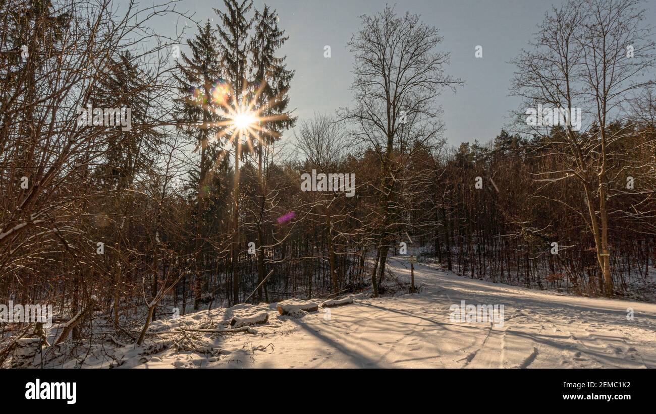 Light forest in winter with snow and sun in the backlight Stock Photo ...