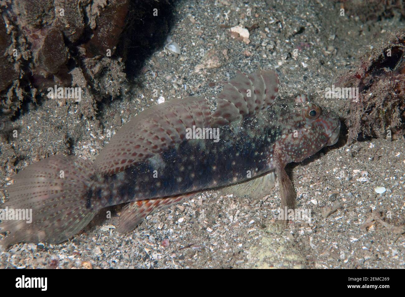 Beautiful Goby, Exyrias belissimus, with erect fins, Lembeh Island ...