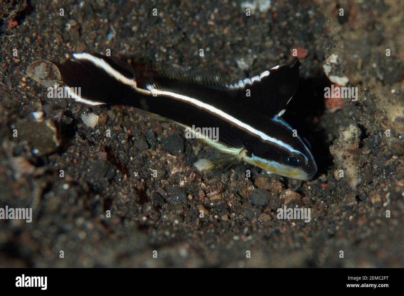Juvenile Painted Sweetlips, Diagramma pictum, night dive, Jahir dive ...
