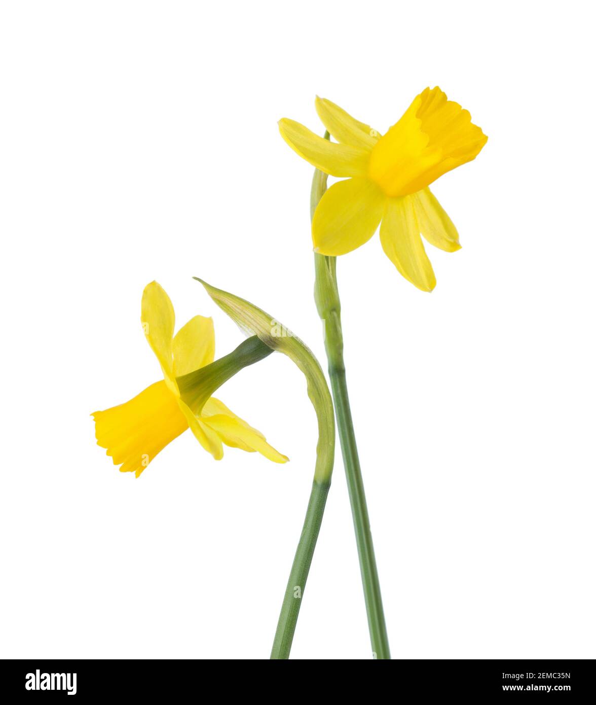 Two small flowers of Daffodil (Narcissus) isolated on white background ...