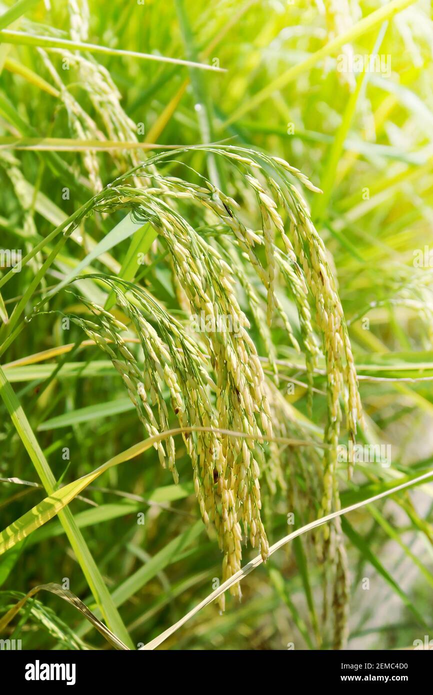 Closeup of Golden Ear of Rice in the Rice Field Stock Photo - Alamy