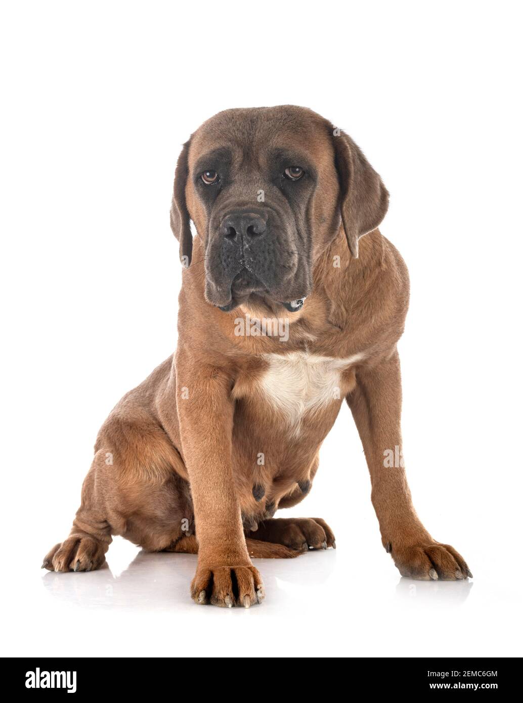 italian mastiff in front of white background Stock Photo - Alamy