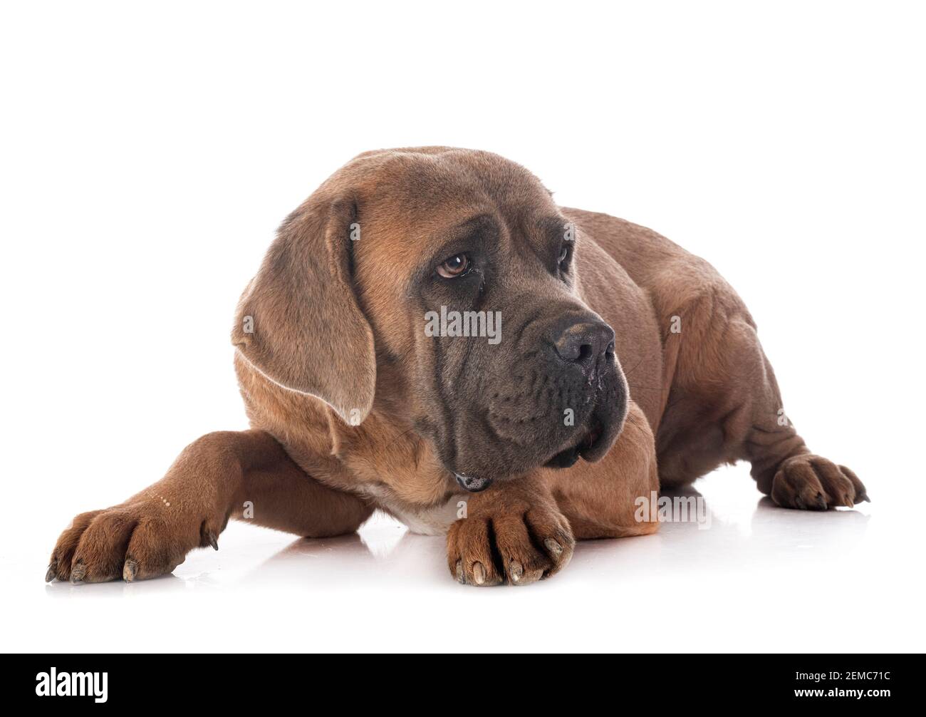 italian mastiff in front of white background Stock Photo - Alamy