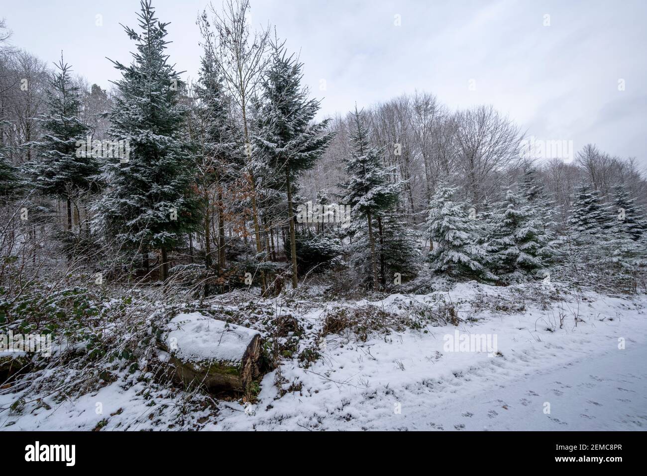 Winter forest with little snow. It light a little snow on the trees ...