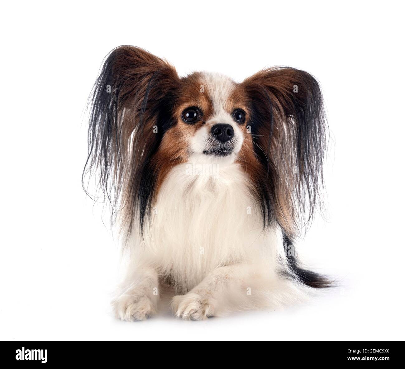 papillon dog in front of white background Stock Photo - Alamy