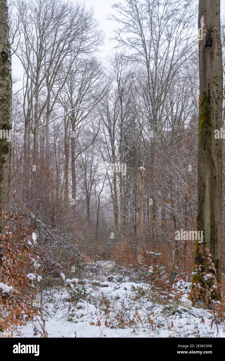 Winter forest with little snow. It light a little snow on the trees ...