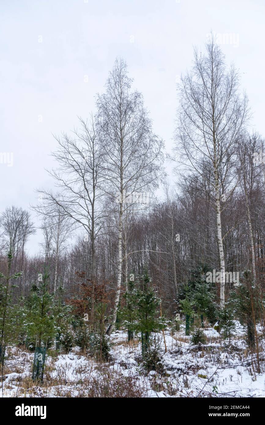 Winter forest with little snow. It light a little snow on the trees ...