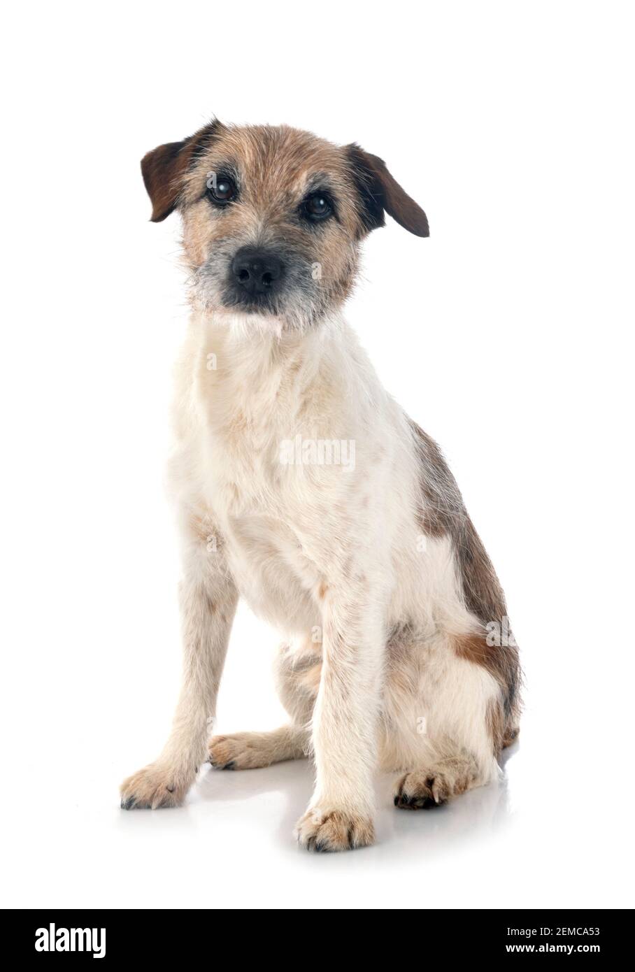 old jack russel terrier in front of white background Stock Photo - Alamy