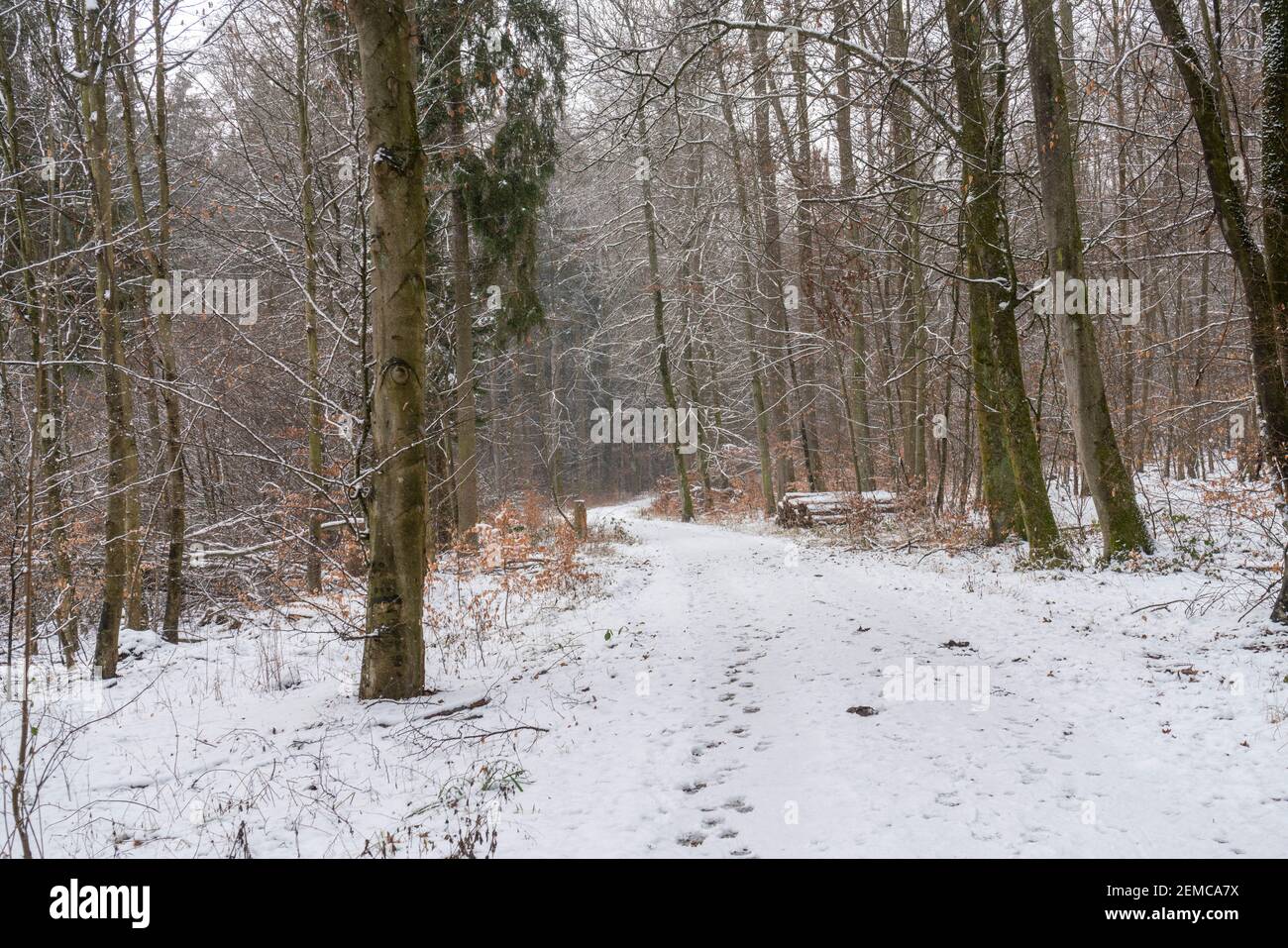 Walk in the winter forest with less snow on the path, trees and in the ...