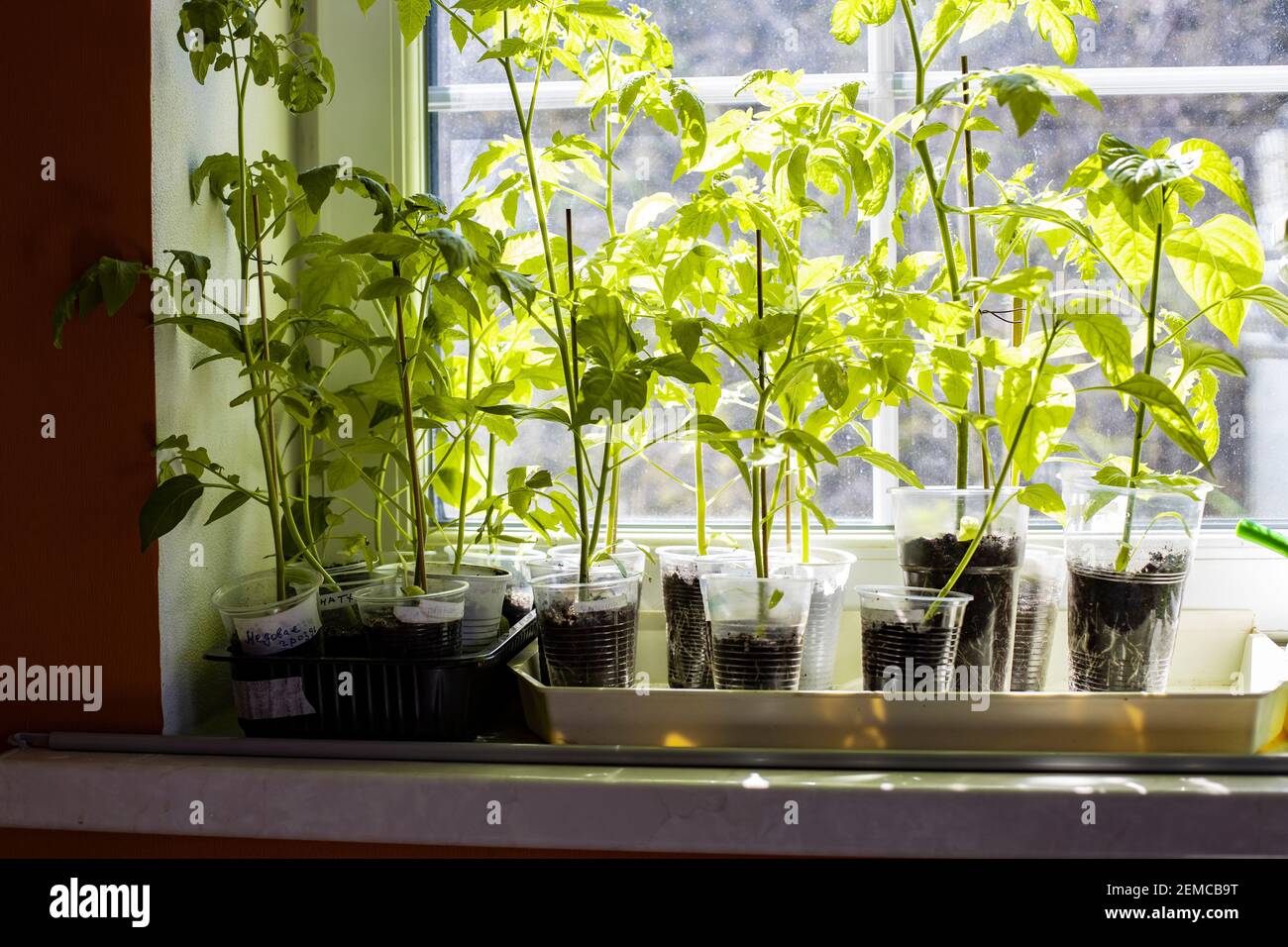 sprouts of tomato and pepper stand on the window sill in the sunshine ...