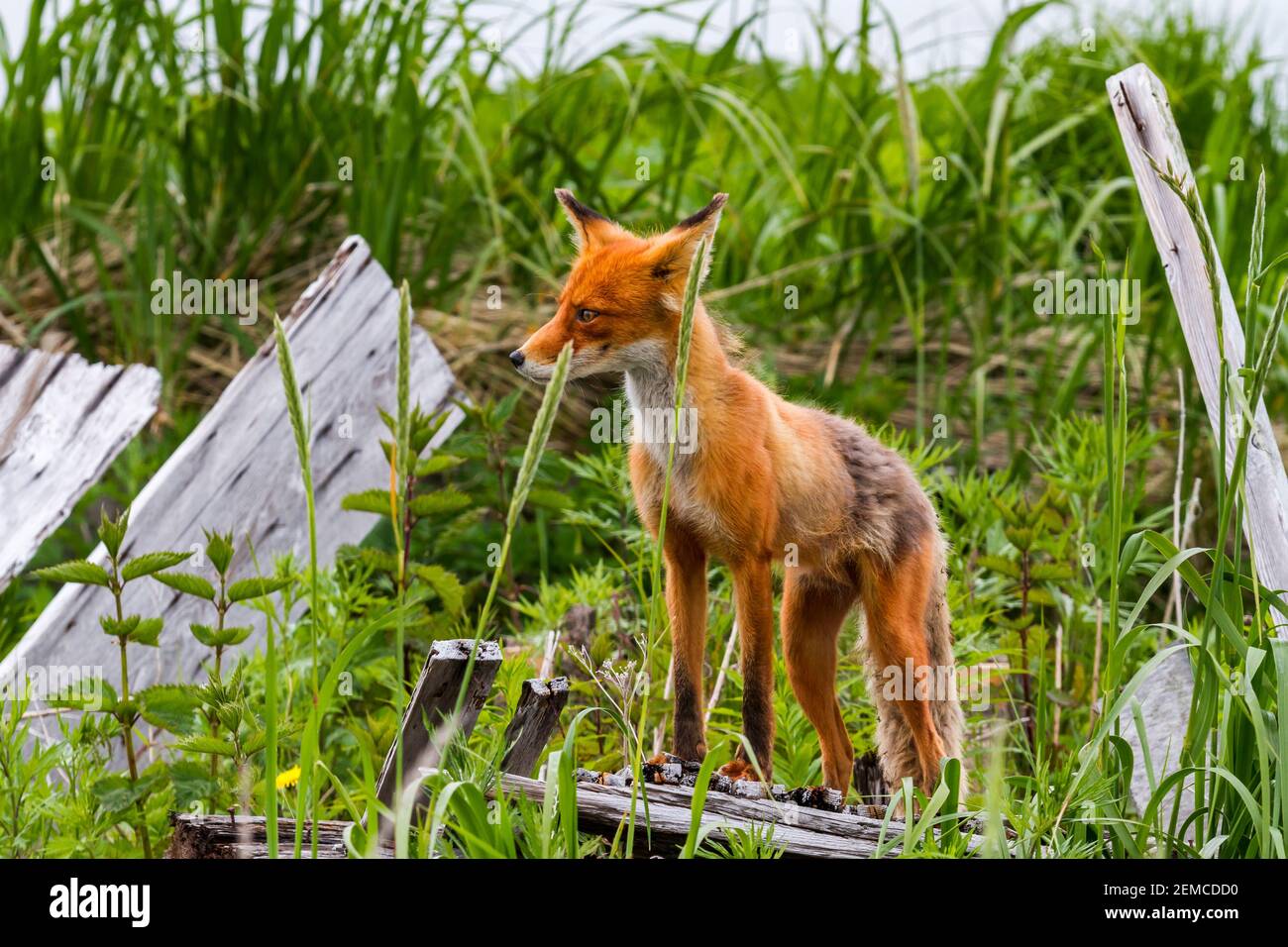 Wild Red Fox or Vulpes vulpes beringiana, Kamchatka, Russia Stock Photo ...