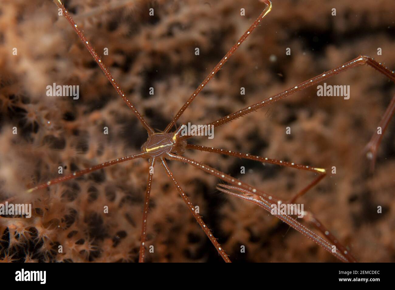Spider Squat Lobster, Chirostylus sandyi, Night dive, Raja Ampat, West ...