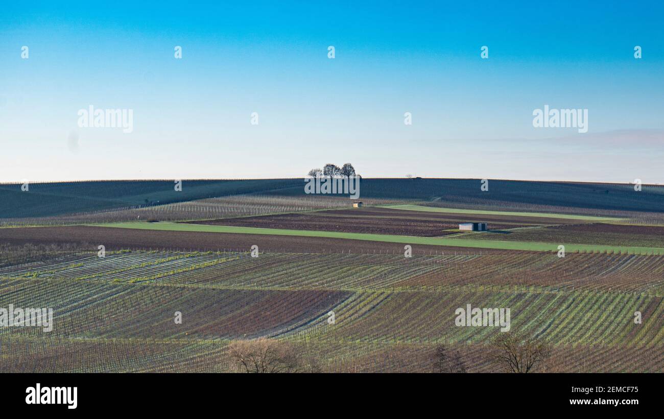 Small group of trees on a hill in the morning light Stock Photo - Alamy