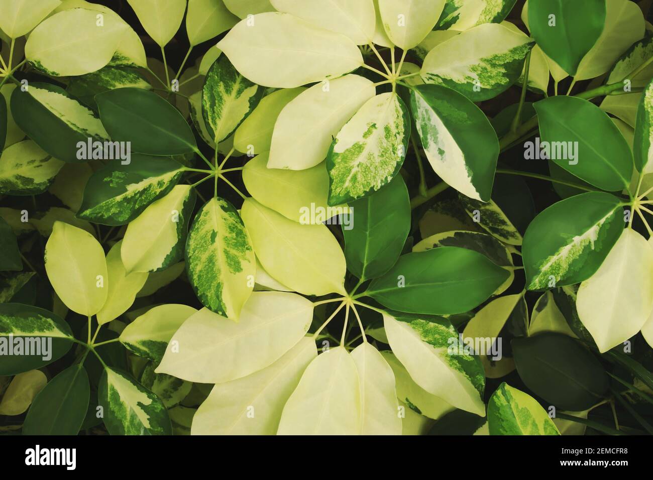 Variegated Foliage Leaves of Dwarf Umbrella Plant, Octopus Tree as ...