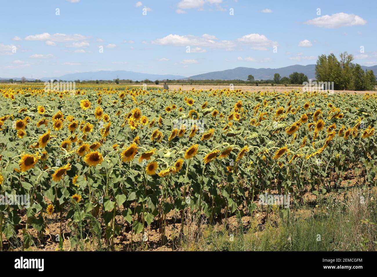 Sun-Flower Fields Near Cortona, Italy Stock Photo - Alamy