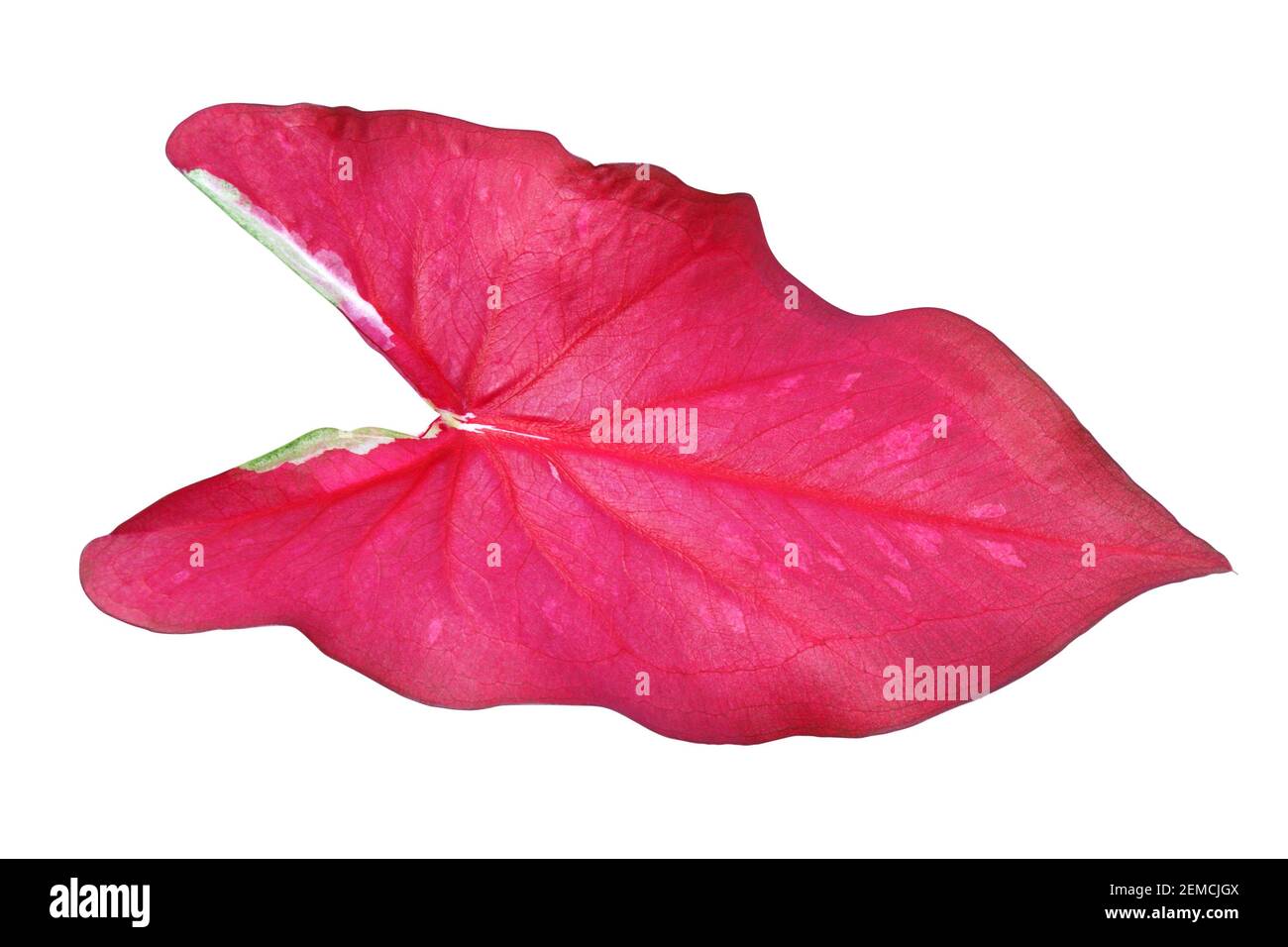 Tropical Red Leaf of Caladium Plant Isolated on White Background with ...