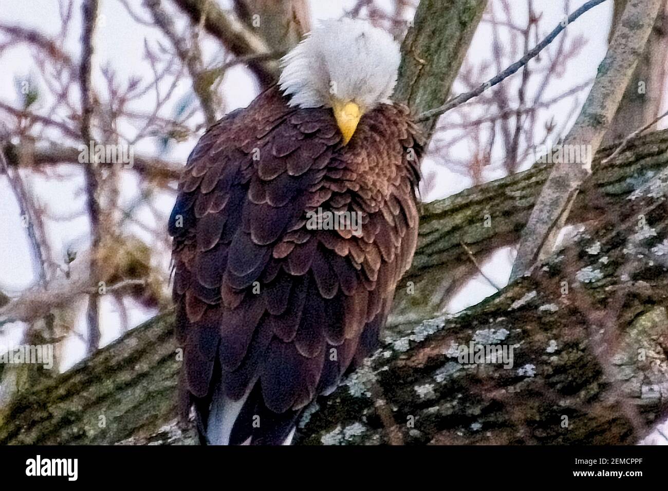 American bald eagle resting on a tree branch Stock Photo - Alamy