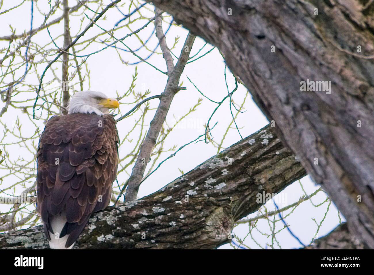 American freedom bird hi-res stock photography and images - Alamy