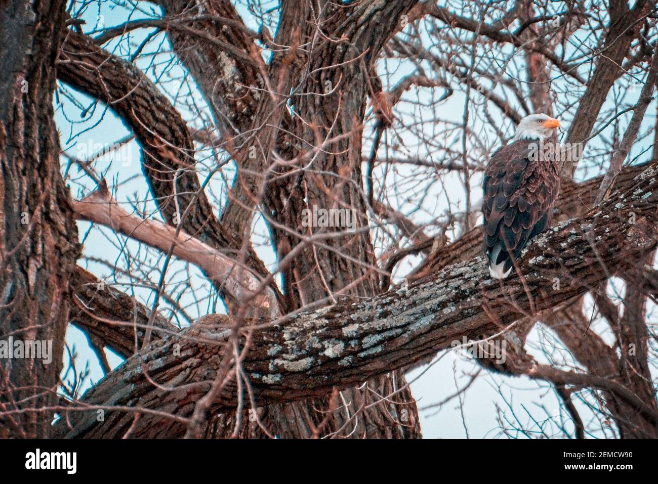 American freedom bird hi-res stock photography and images - Alamy