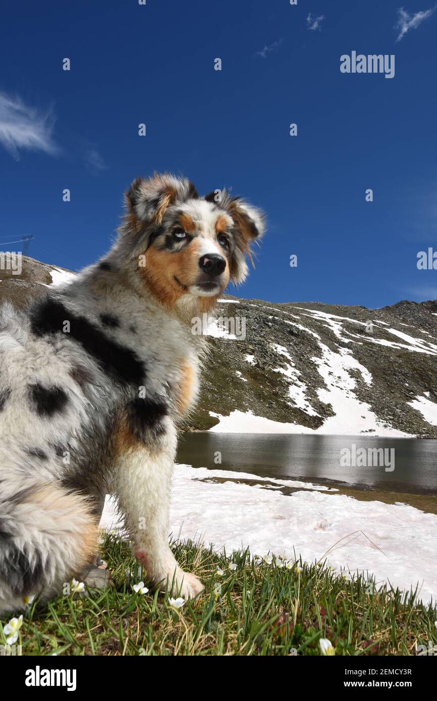 Italian Shepherd Puppies