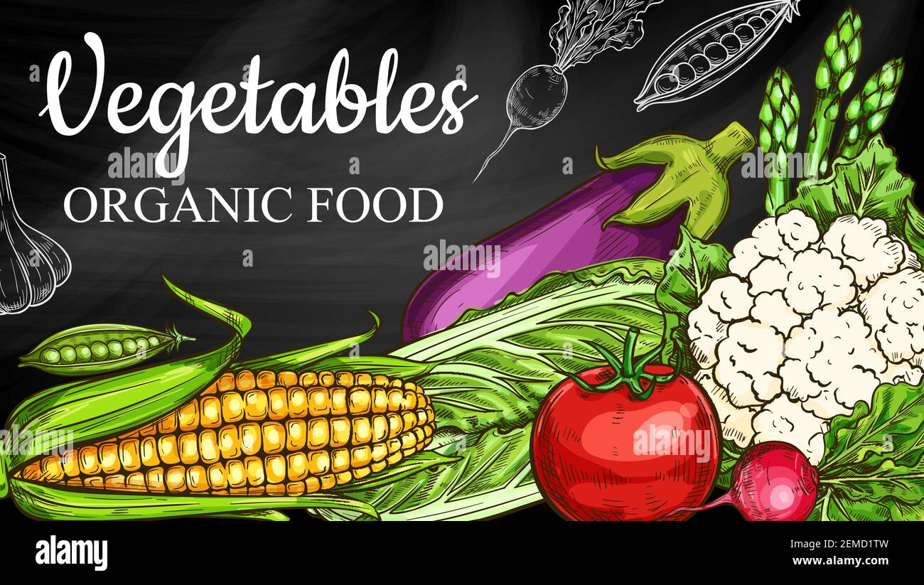 Vegetables sketch on chalkboard, farm food veggies and greenery food ...