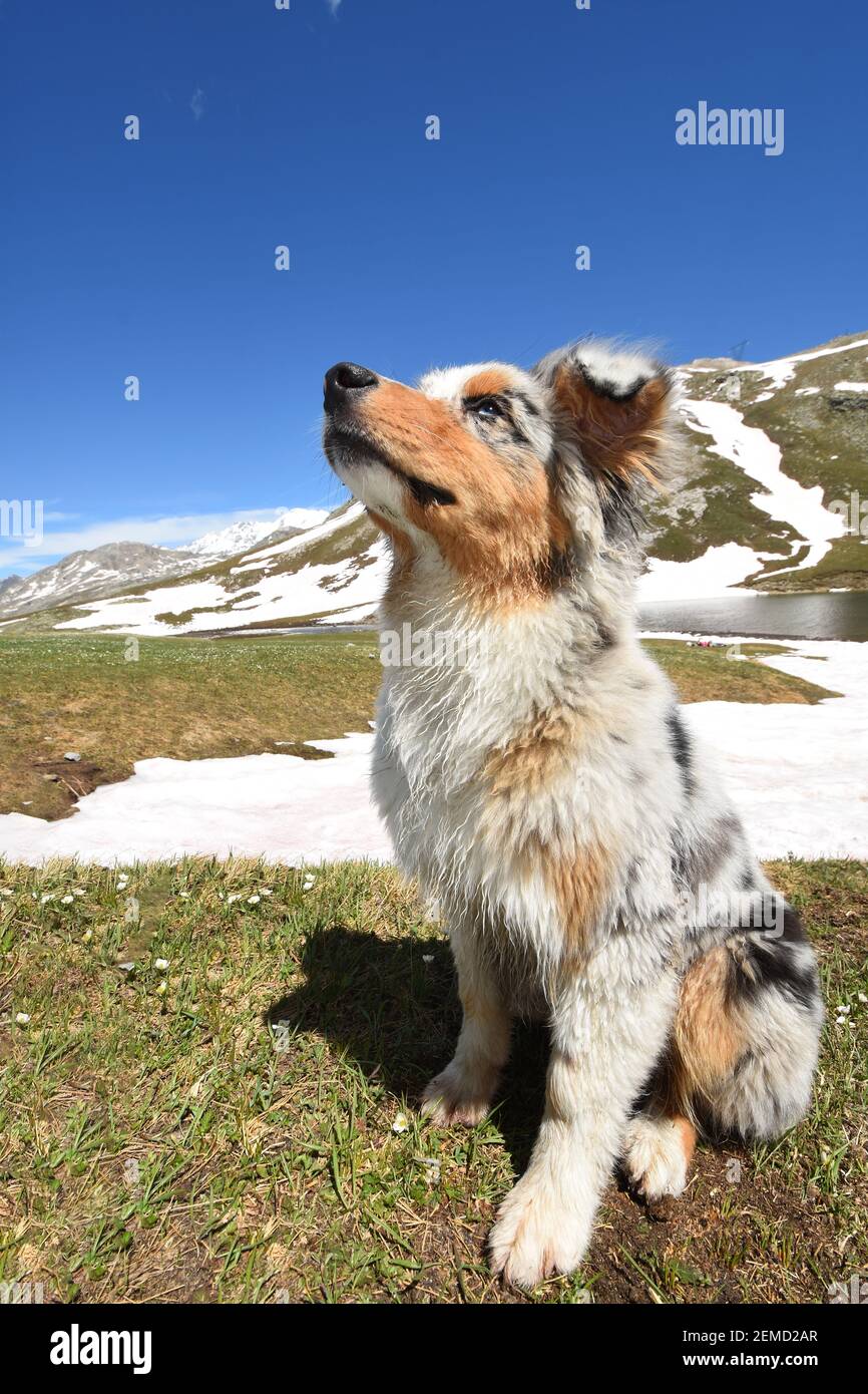 Italian Shepherd Puppies