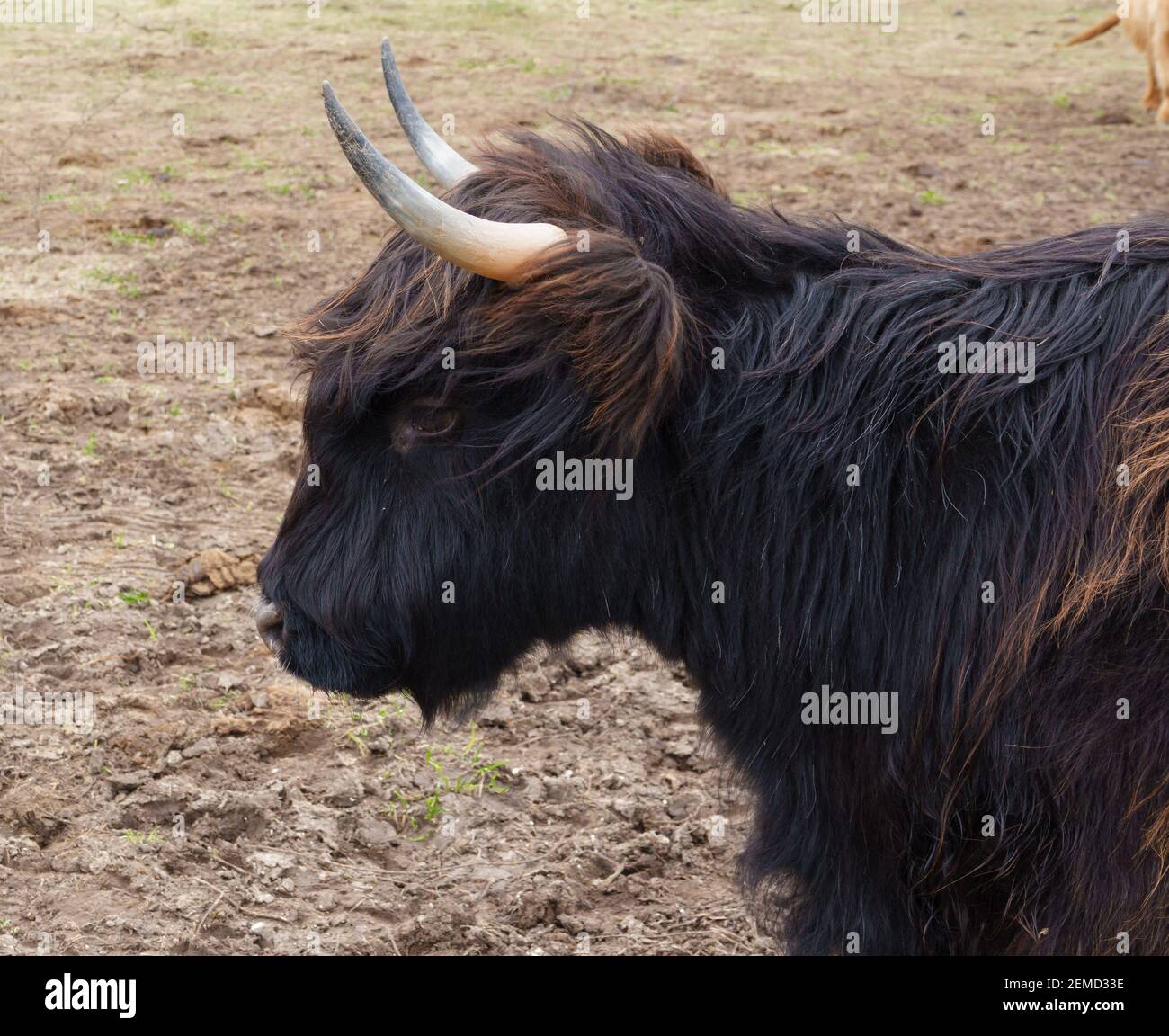 Scottish highland cattle grazing hi-res stock photography and images ...