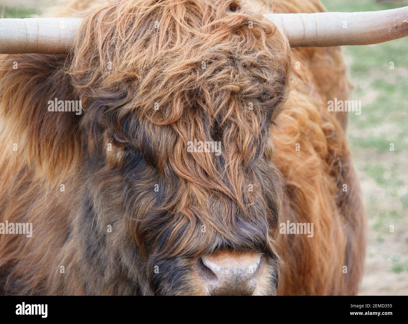 Cattle grazing on large plain hi-res stock photography and images - Alamy