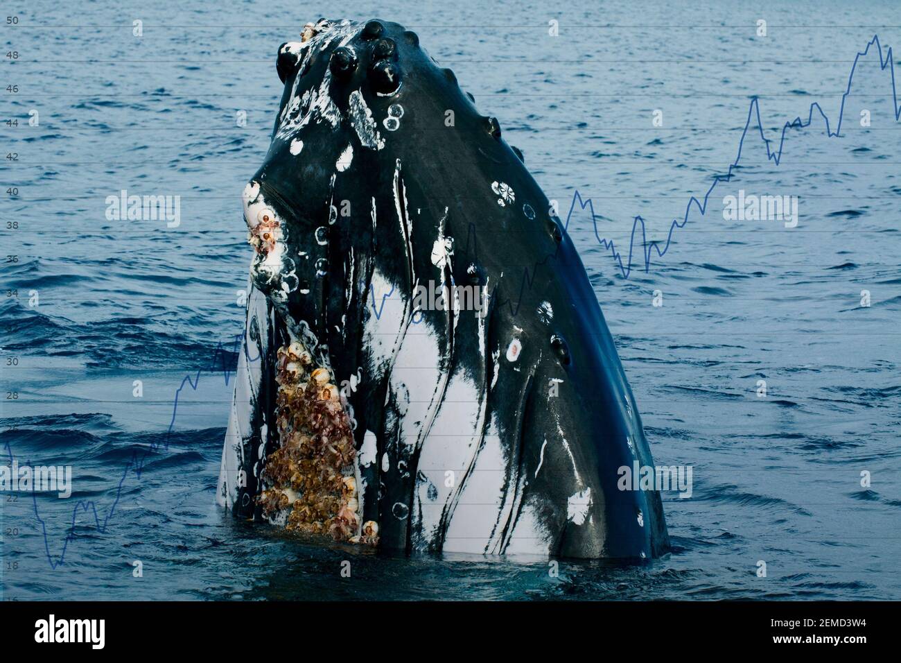 Breaching whale with stock market money cripto value bitcoin diagram ...