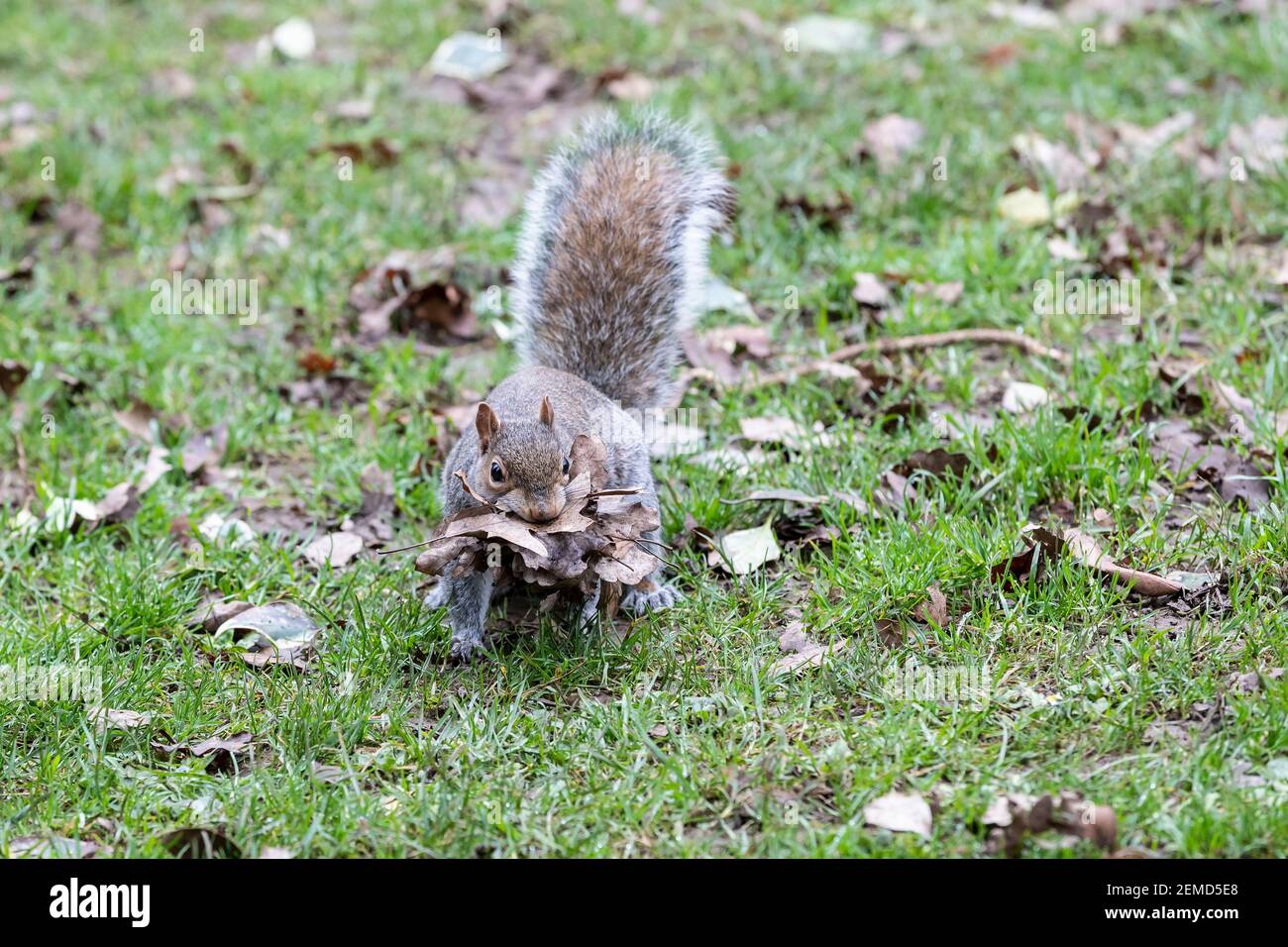 Grey squirrel drey nest in hi-res stock photography and images - Alamy