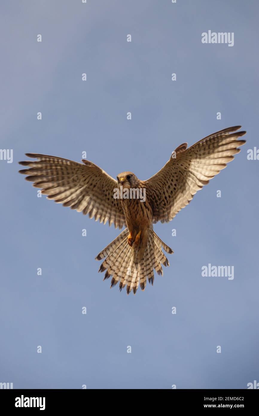 Overhead wing hi-res stock photography and images - Alamy