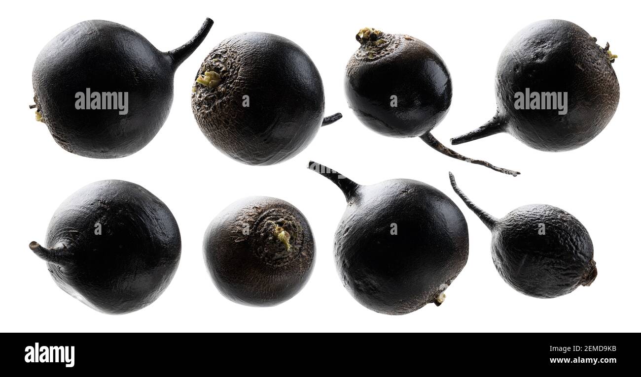 Black turnip hi-res stock photography and images - Alamy