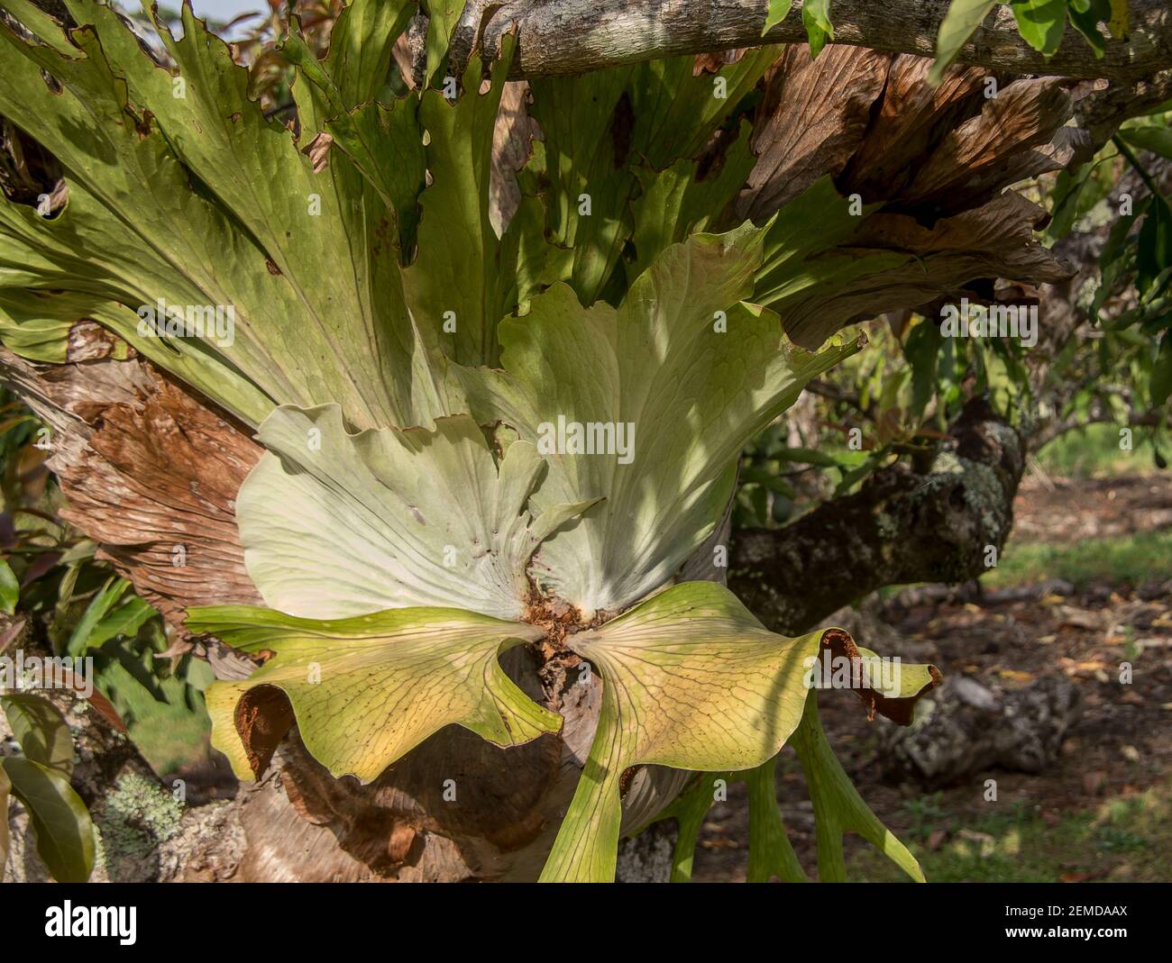 A large Australian native staghorn fern, platycerium bifurcatum ...
