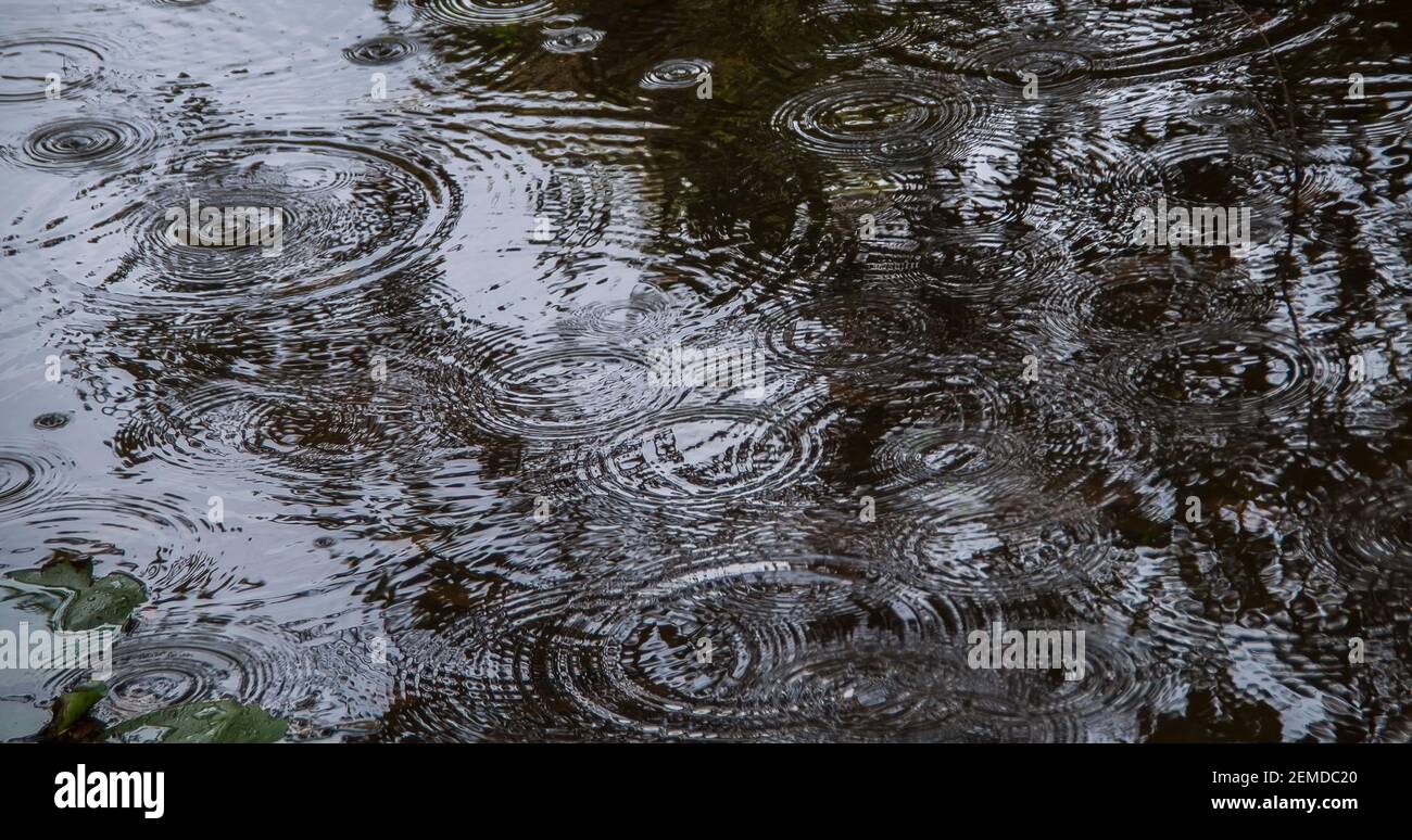 Rain falling into a small pond creating circular ripples on the surface ...