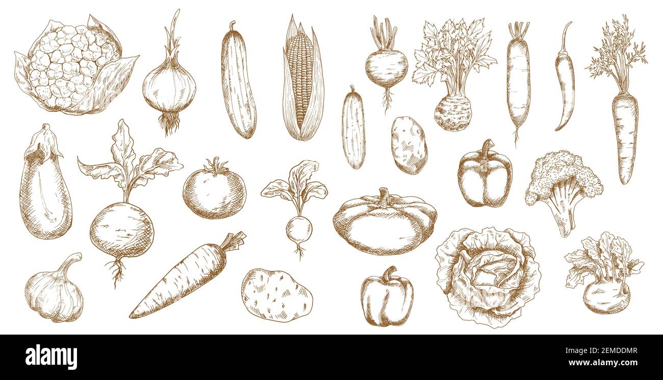Vegetable vector sketches of farm veggies. Isolated food objects of ...