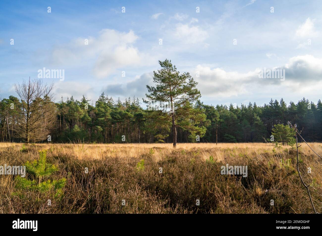 Heath landscape in winter in Netherlands Stock Photo - Alamy