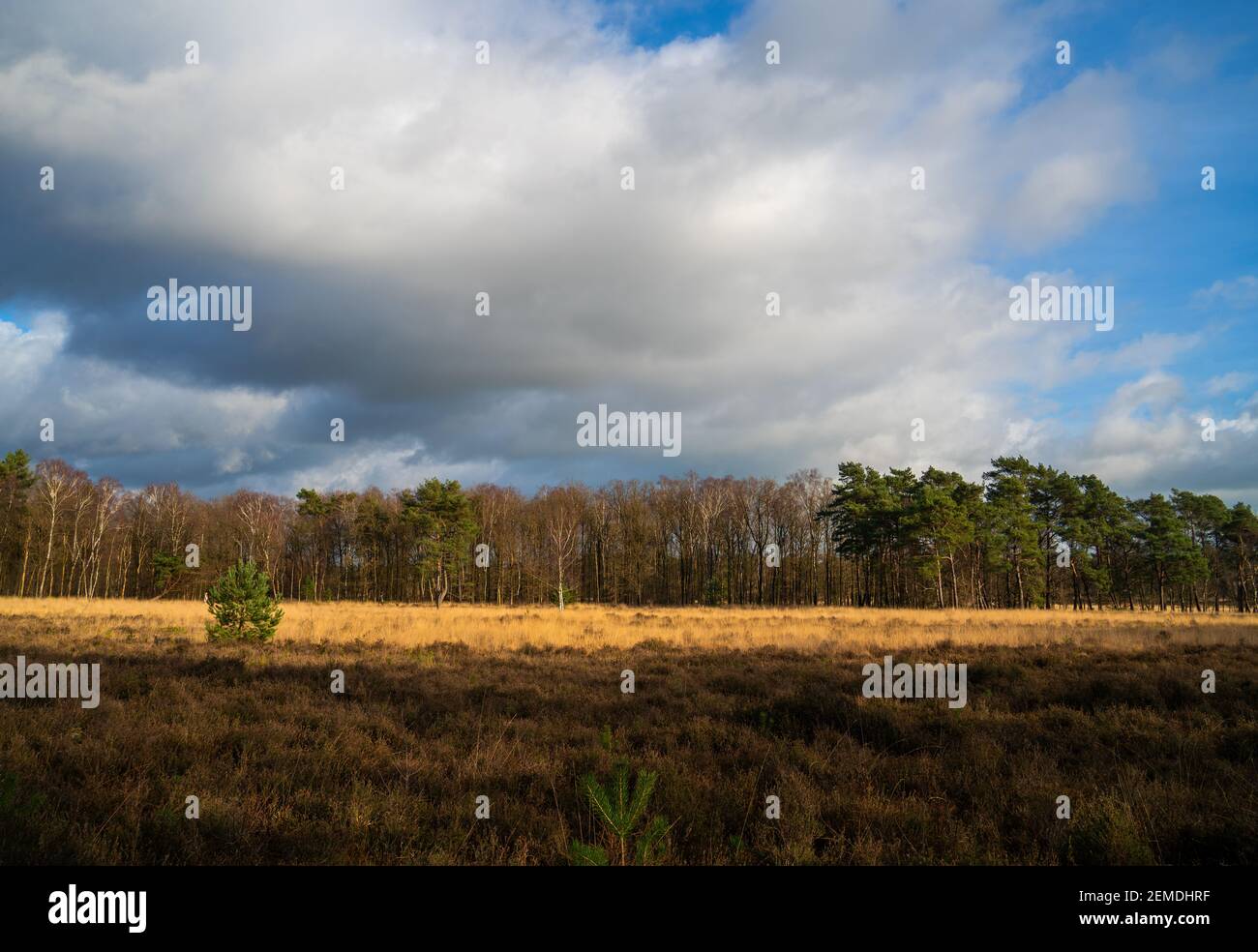 Heath landscape in winter in Netherlands Stock Photo - Alamy