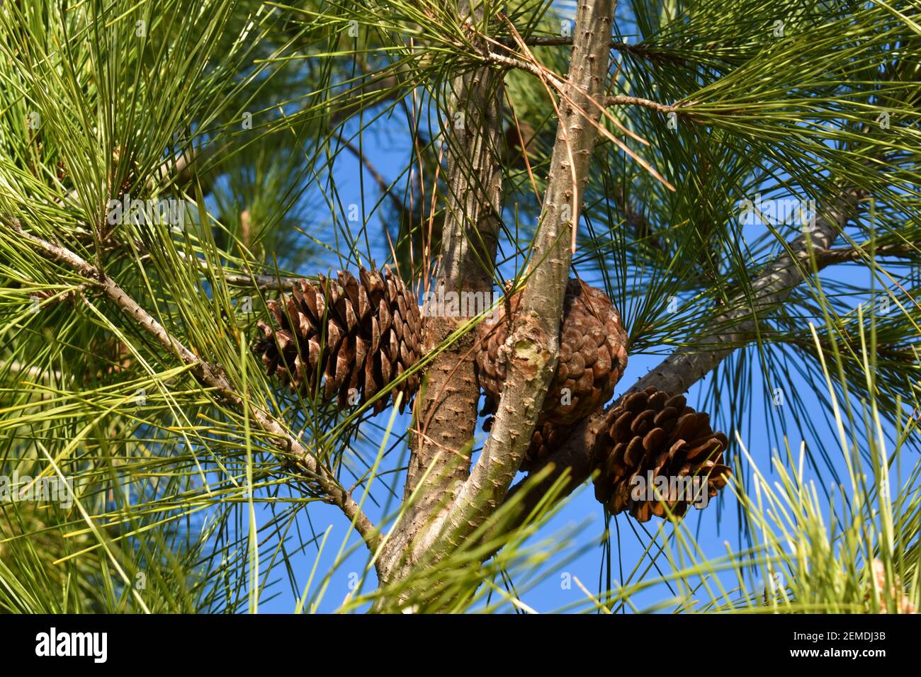 Pines on sunlit Pine tree filling the frame. Background sky Stock Photo ...