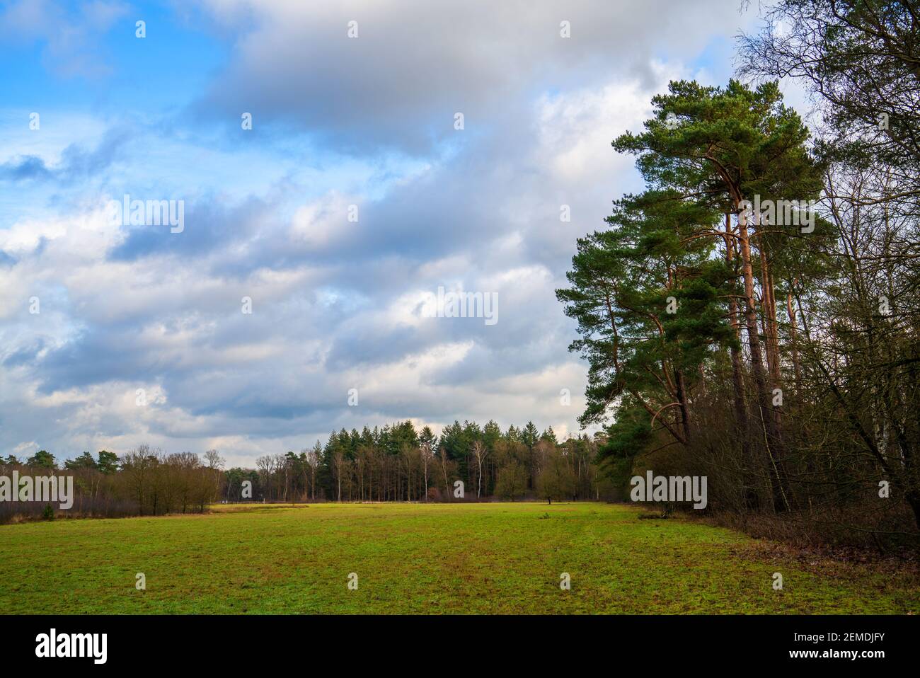 Dutch autumn forest hi-res stock photography and images - Alamy