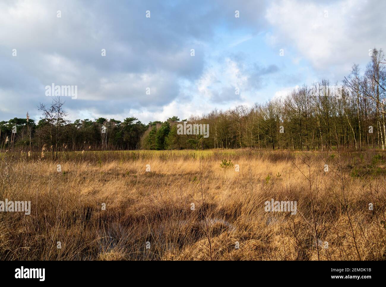 Netherlands landscape forest hi-res stock photography and images - Alamy