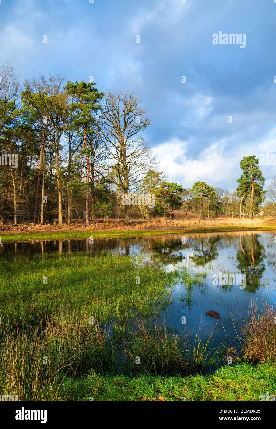 Forest landscape in Netherlands with trees reflecting in a pond Stock ...