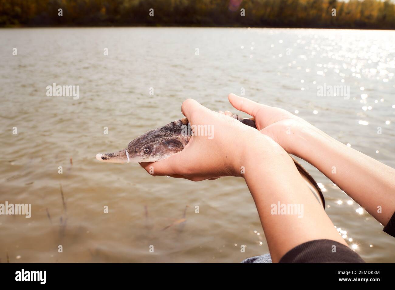 Baikal Sturgeon High Resolution Stock Photography and Images - Alamy