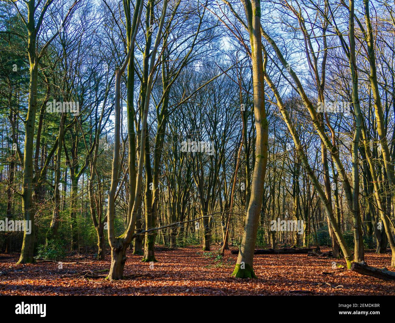 Forest view with barren beech trees in the Netherlands Stock Photo - Alamy