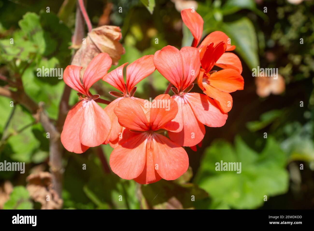 Orange geranium flowers in a garden during summer Stock Photo - Alamy