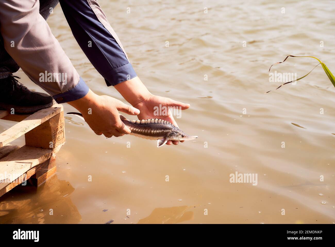 Small sturgeon in the hands of a man. Against the backdrop of the Ural ...